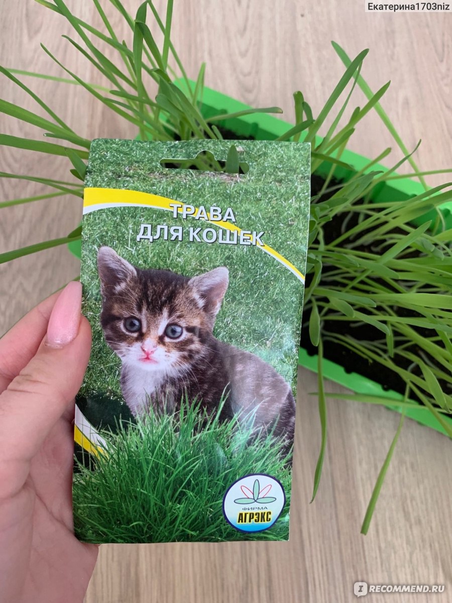 Травка для кошек АГРЭКС - « И кошка довольна и комнатные растения целы ...
