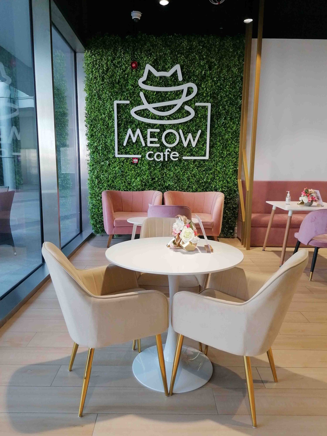 Meow cafe, кошачье кафе, Абу-Даби | отзывы